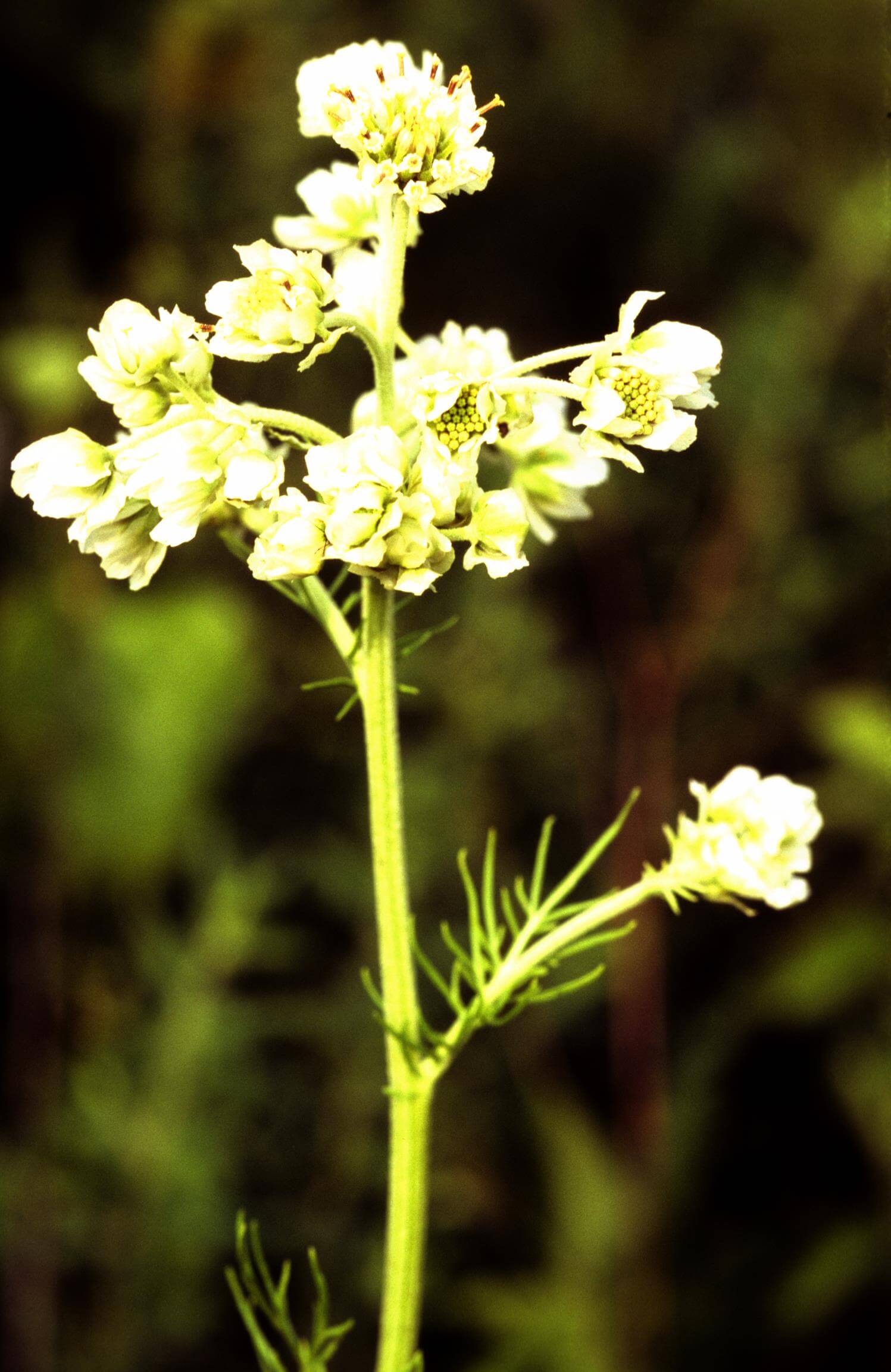 Carolina Woollywhite | Audubon